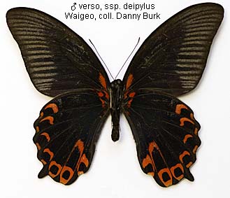Papua Insects Foundation (Lepidoptera/Papilionidae/Papilio deiphobus)